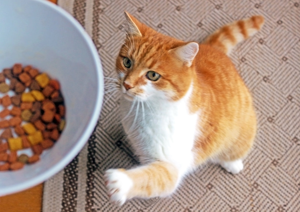 Forresters Cat Food – Creature Comforts Glasgow