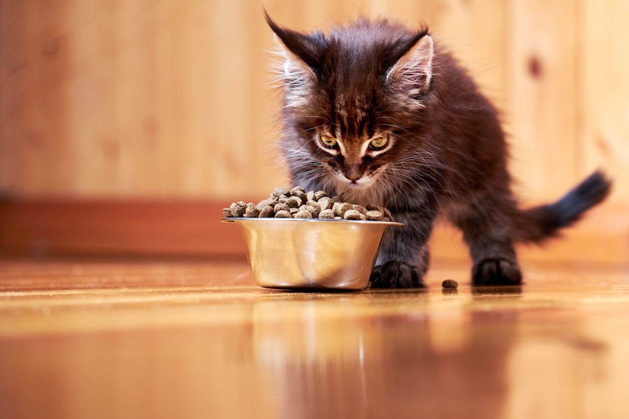 Cat Food – Creature Comforts Glasgow