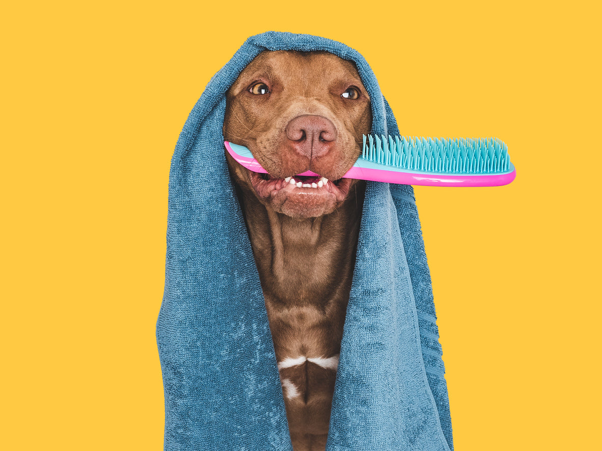 Dog Grooming – Creature Comforts Glasgow