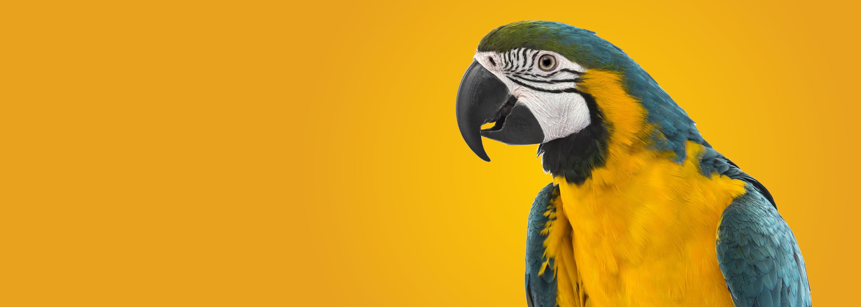 Birds – Creature Comforts Glasgow