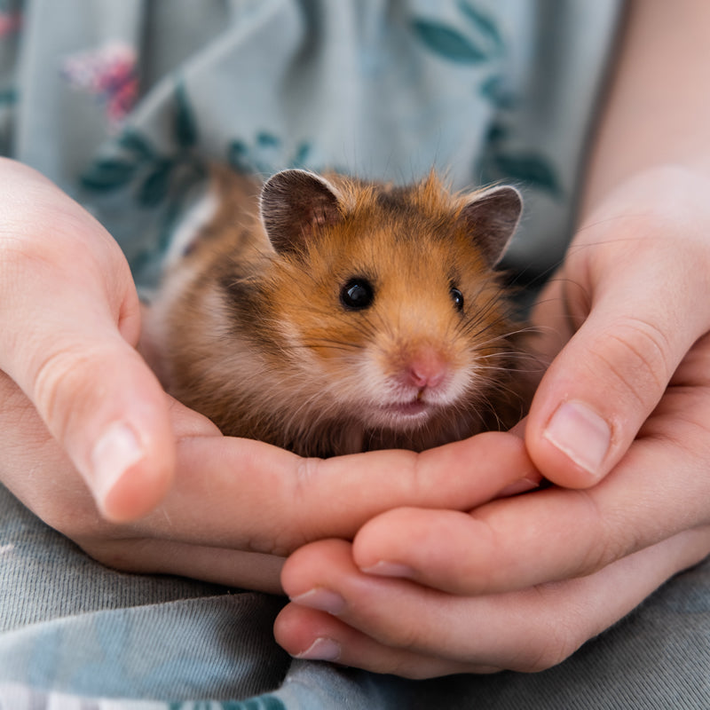 Small Animals – Creature Comforts Glasgow